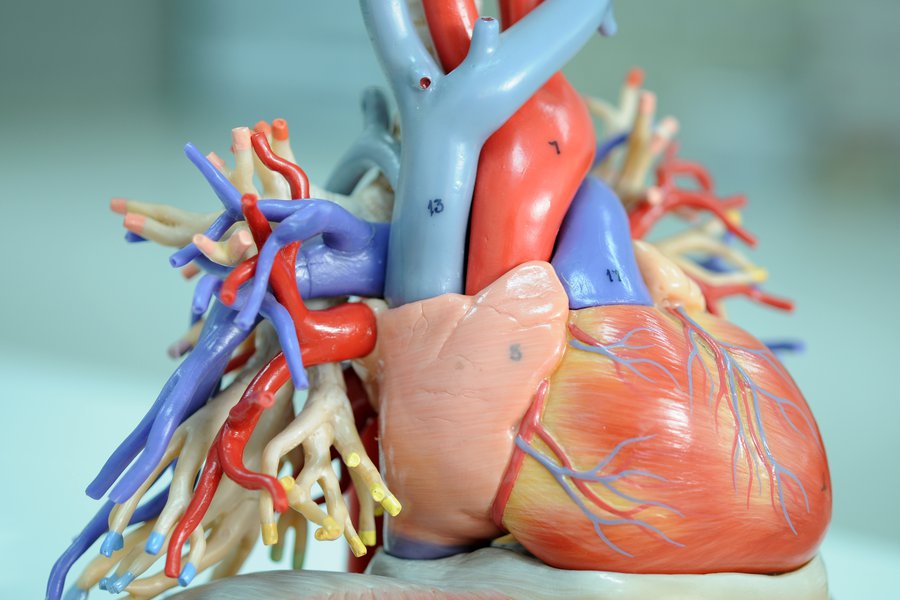 Organo | Spanish to English Translation - SpanishDict