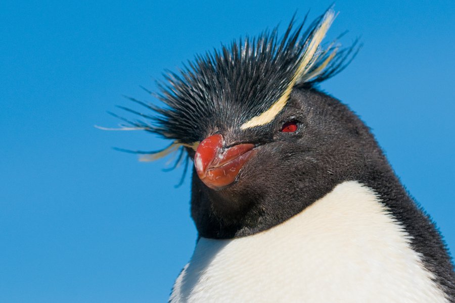 Pinguino | Spanish to English Translation - SpanishDictionary.com