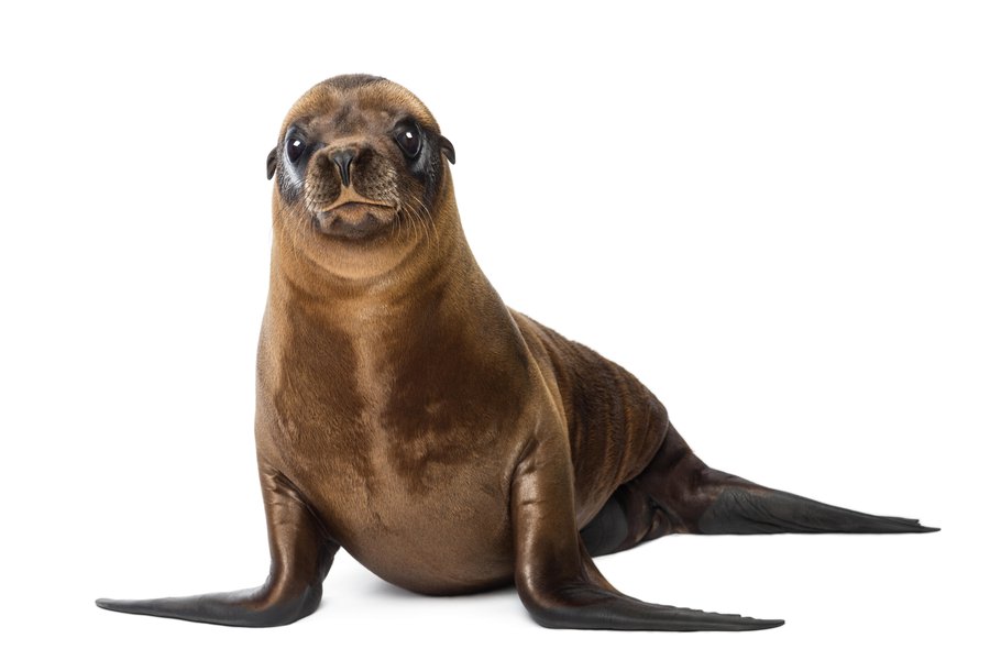 Sea Lion In Spanish English To Spanish Translation Sea Lion In Spanish English To Spanish Translation