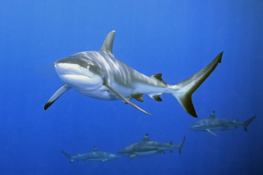 Sharks in Spanish | English to Spanish Translation - SpanishDictionary.com