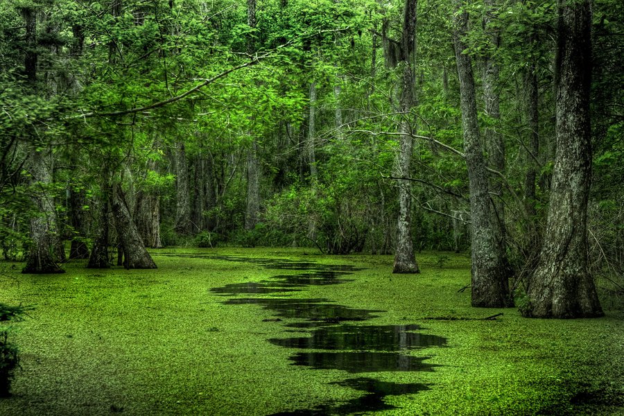 Pantanos | Spanish to English Translation - SpanishDictionary.com