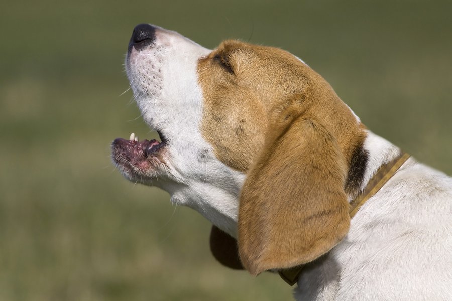 Bark | Traductor de inglés a español - inglés.com