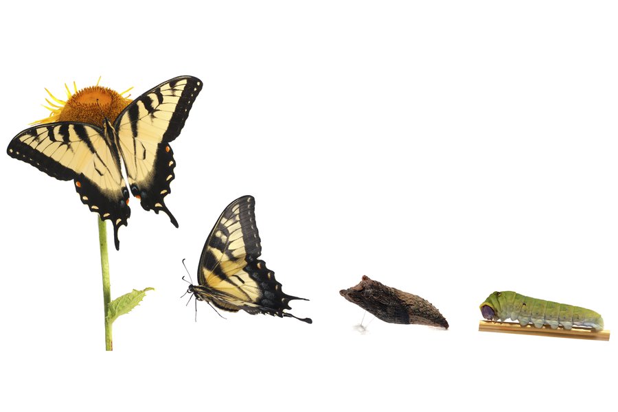 Convertirse | Spanish to English Translation - SpanishDictionary.com