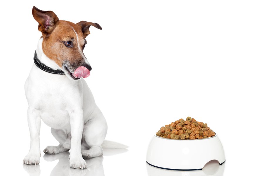 Dar de comer al perro | Spanish to English Translation ...