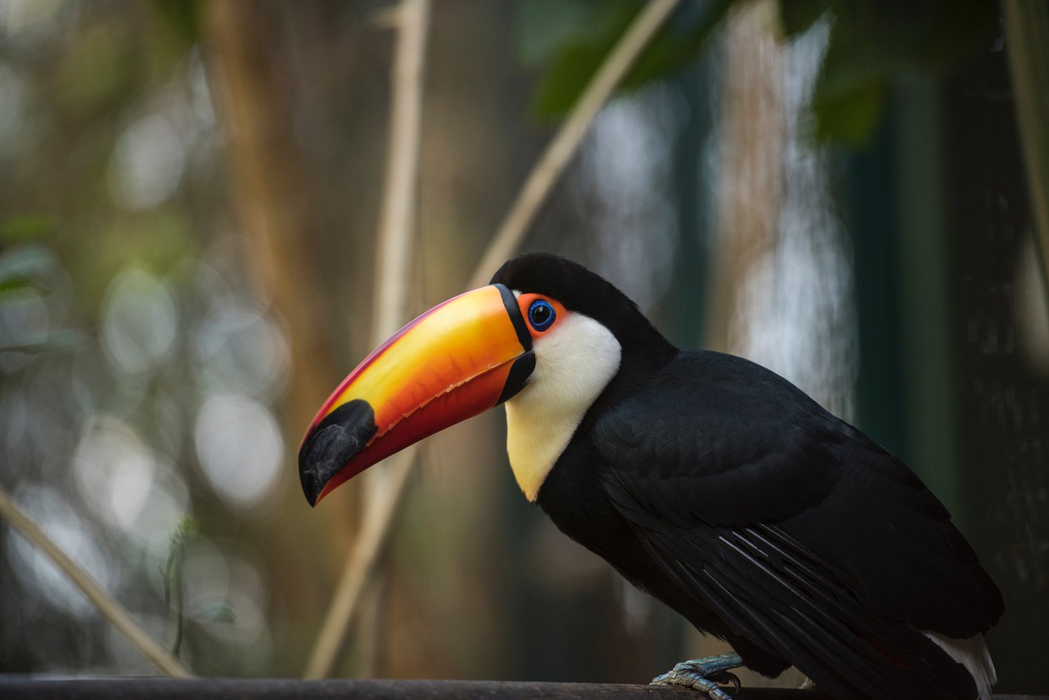 Spanish Words of Guarani Origin | SpanishDictionary.com